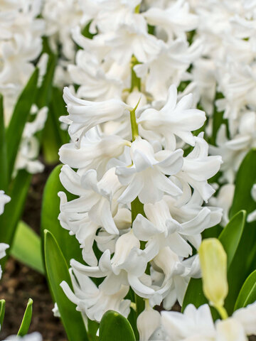 Hyacinth Aiolos | Bluestone Perennials