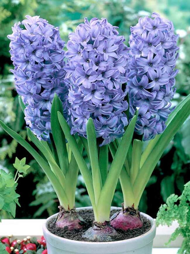 Hyacinth Delft Blue -- Bluestone Perennials