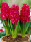 Hyacinth Jan Bos -- Bluestone Perennials
