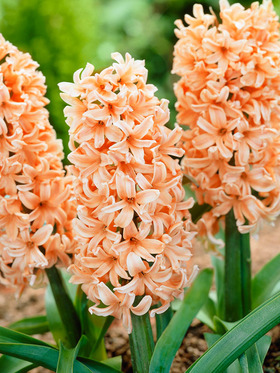 Top 10 orange hyacinth ideas and inspiration