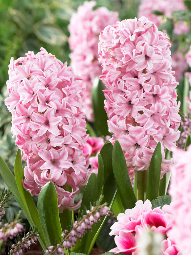 Hyacinth Pink Frosting | Bluestone Perennials