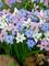 Ipheion Mixed -- Bluestone Perennials