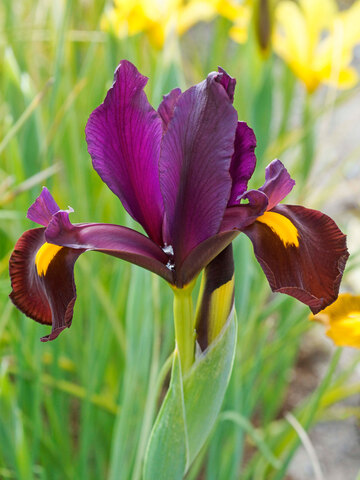 Iris Red Ember | Bluestone Perennials