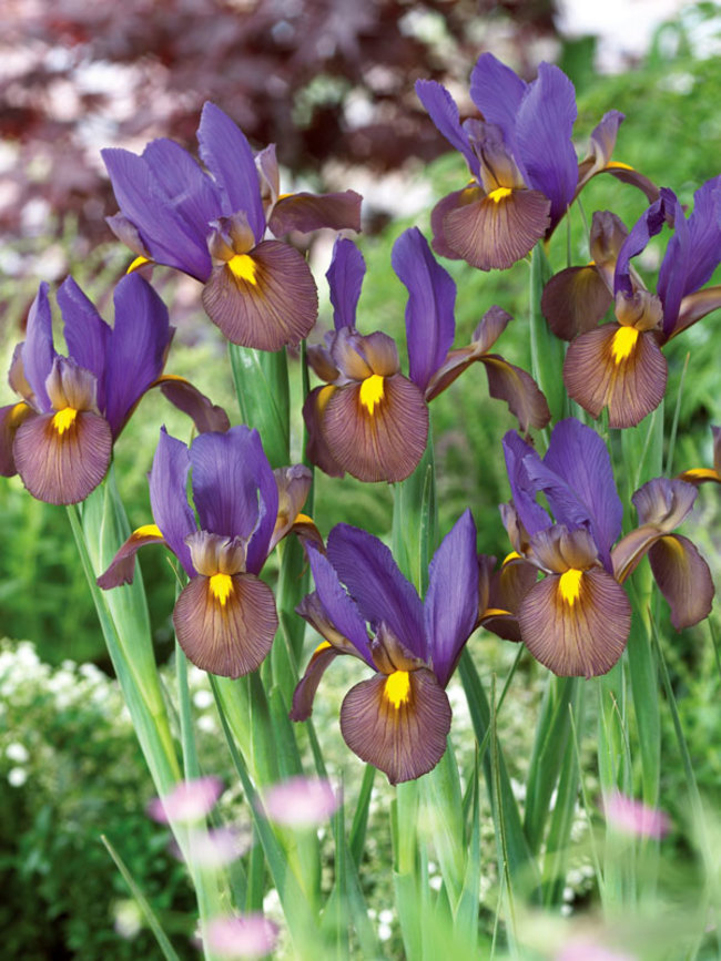 Iris Eye Of The Tiger -- Bluestone Perennials