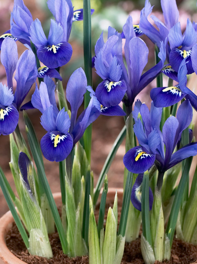 Iris reticulata Harmony -- Bluestone Perennials