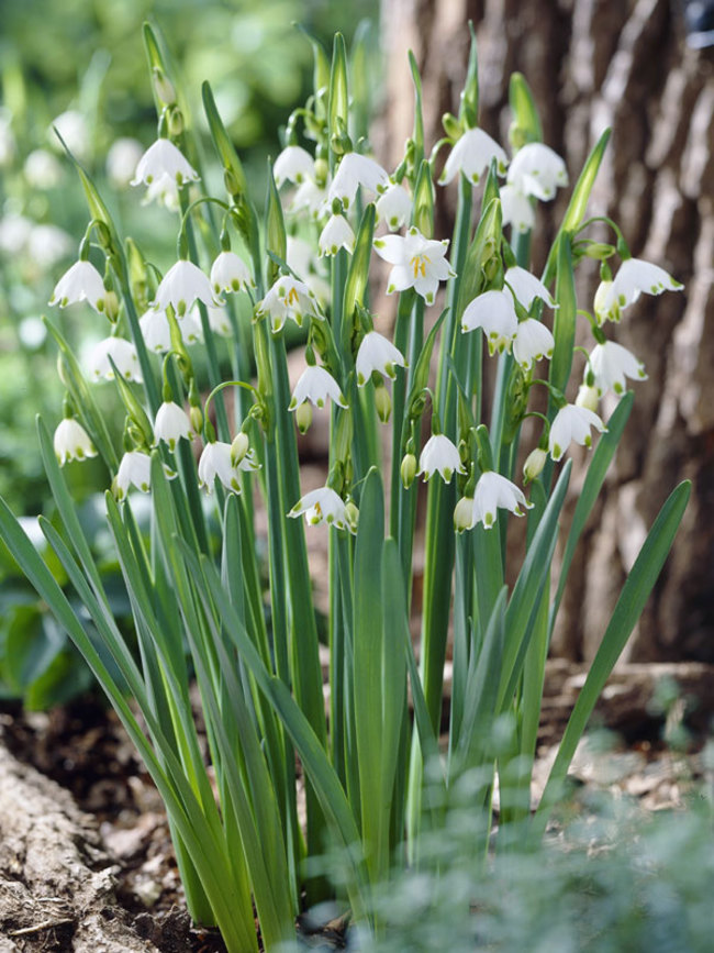 Leucojum Aestivum | Bluestone Perennials