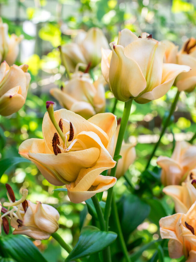 Lily Apricot Fudge | Bluestone Perennials