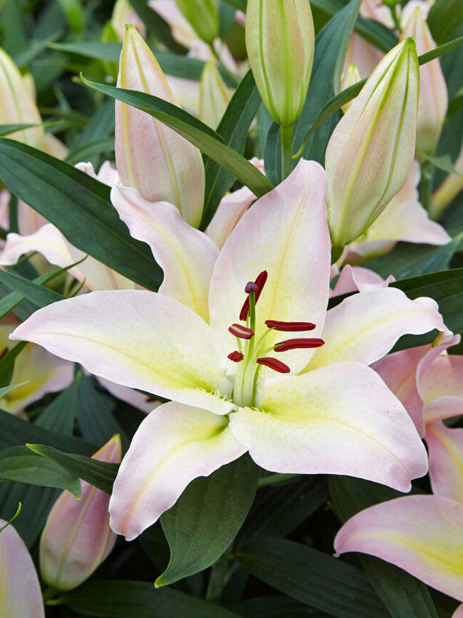 Lily Hocus Pocus Oriental -- Bluestone Perennials