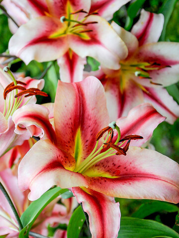 Lily Olympic Torch | Bluestone Perennials