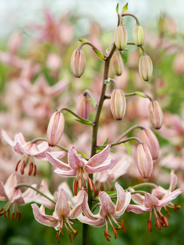 Lily Pink Morning | Bluestone Perennials