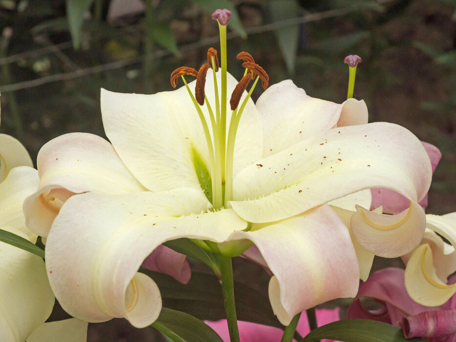 Lily Pretty Woman | Bluestone Perennials