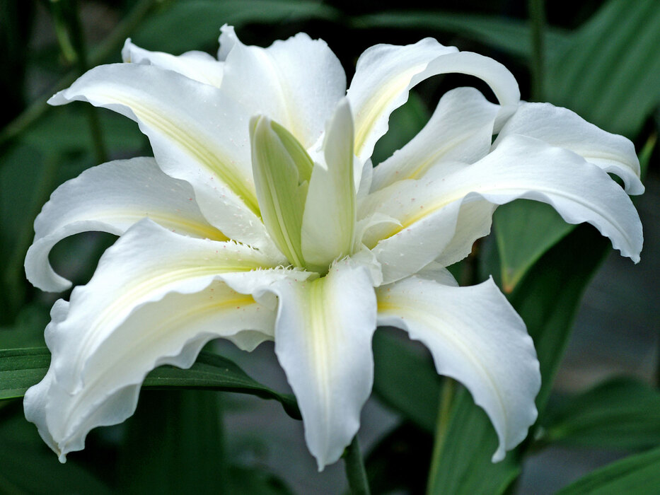 Lily Serene Angel | Bluestone Perennials