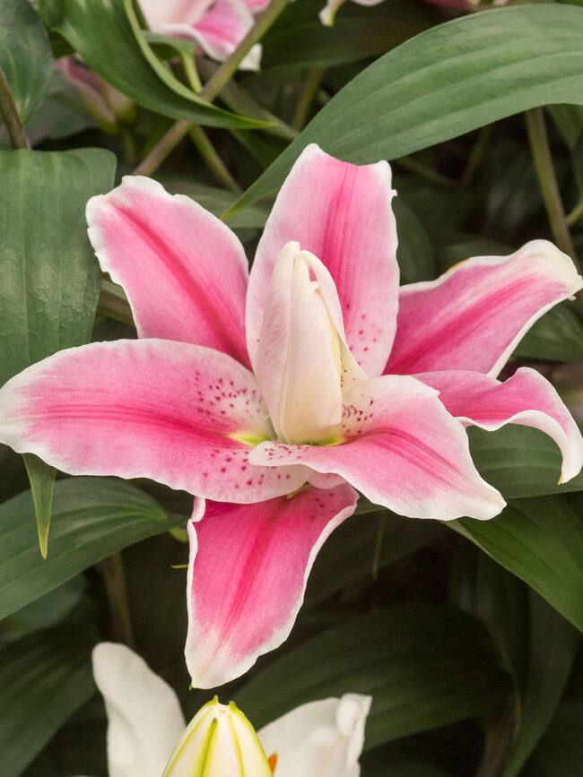 Lily Sweet Rosy Oriental Double | Bluestone Perennials