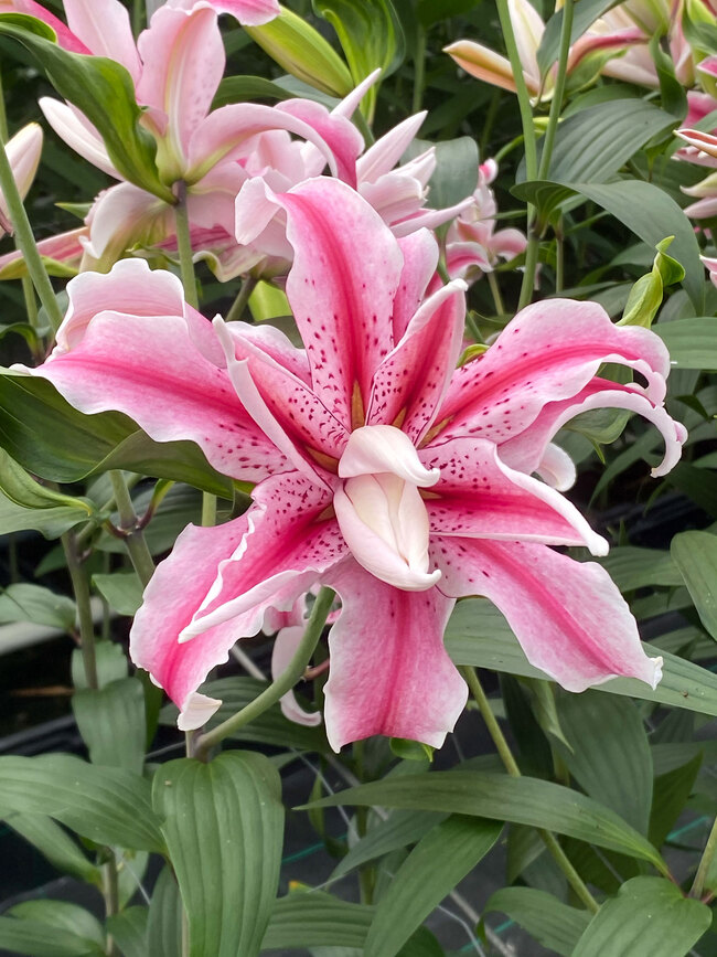 Lily Magic Star Oriental Double Bluestone Perennials Lily Magic Star Oriental Double Bluestone Perennials