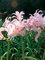 Lycoris squamigera Magic Lily -- Bluestone Perennials
