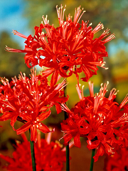 Product Viewer - Lycoris Radiata Red
