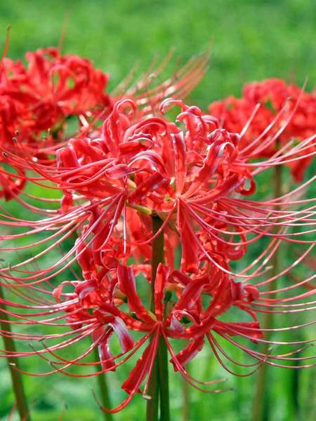 Product Viewer - Lycoris radiata