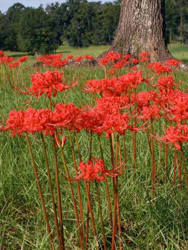Lycoris radiata -- Bluestone Perennials