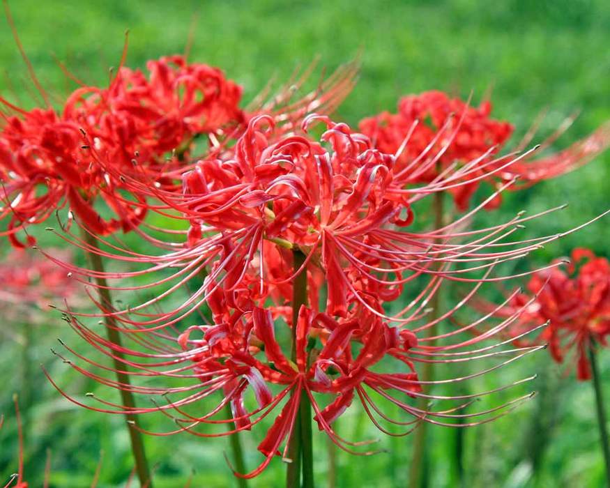 Lycoris radiata -- Bluestone Perennials