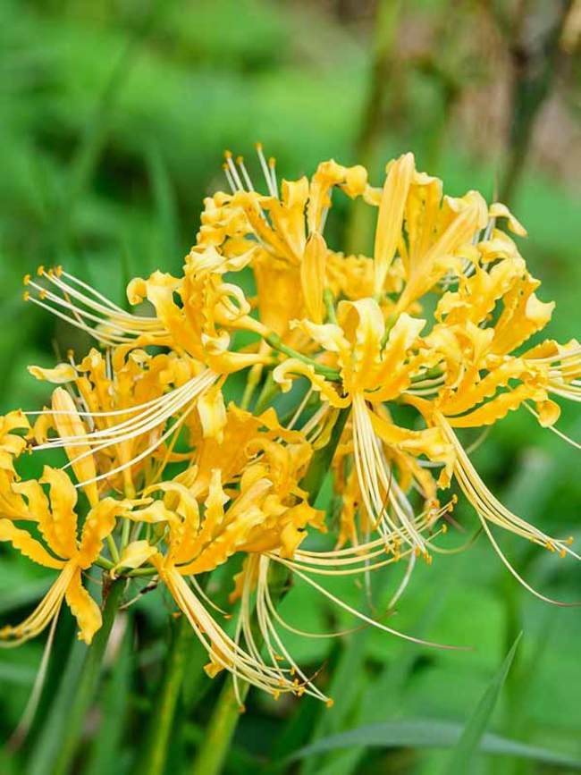 Lycoris Aurea Yellow | Bluestone Perennials