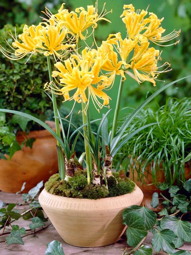 Lycoris Aurea Yellow | Bluestone Perennials