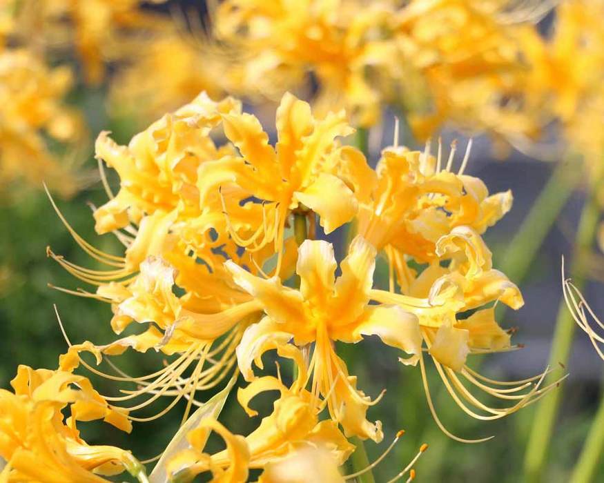 Lycoris Aurea Yellow | Bluestone Perennials