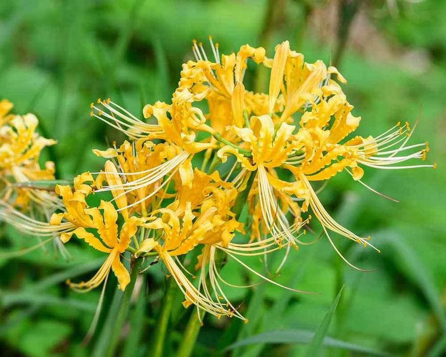Yellow Spider Lily
