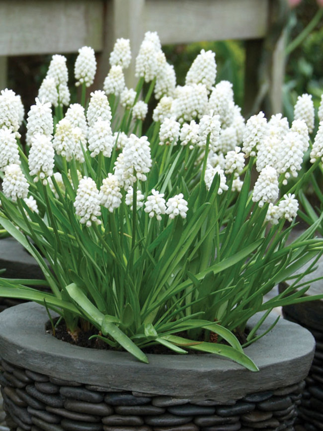 Muscari Album | Bluestone Perennials
