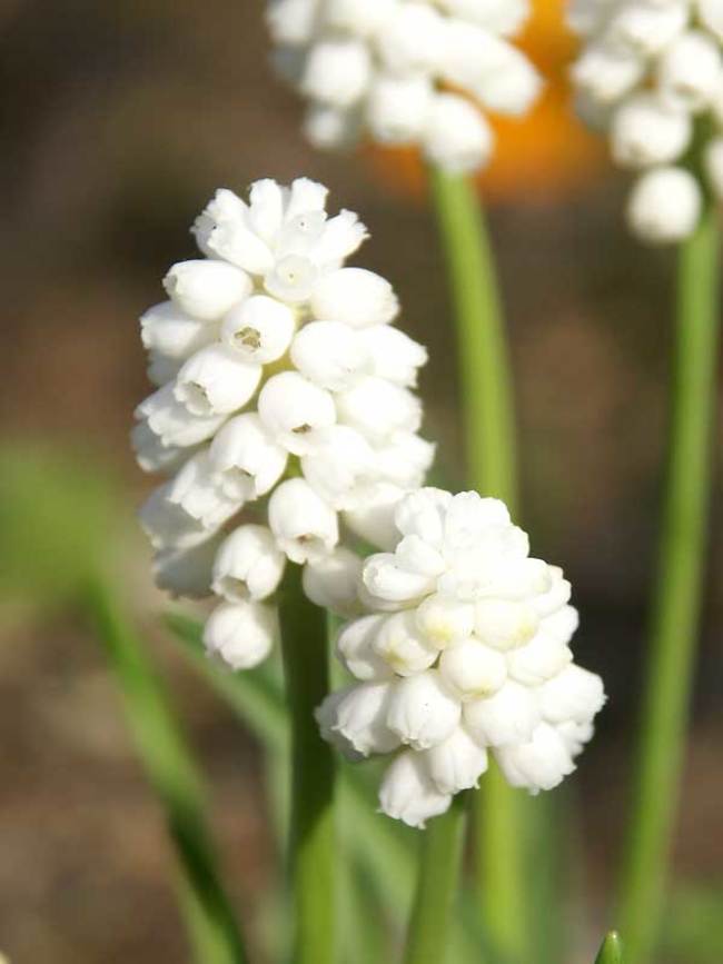 Muscari Botryoides