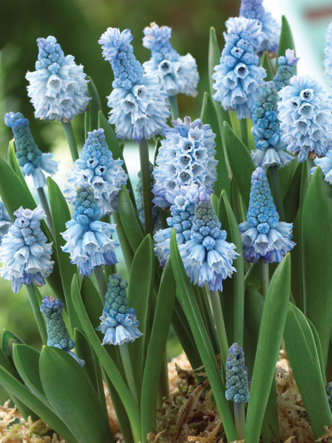 Muscari Azureum -- Bluestone Perennials