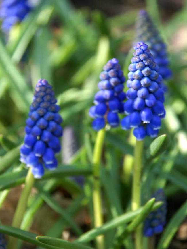 Muscari Dark Eyes -- Bluestone Perennials
