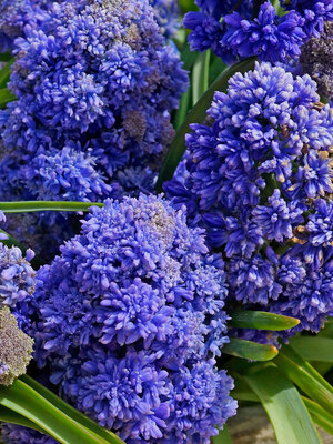 Muscari Paradoxum