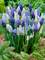 Muscari Mix Value Pack -- Bluestone Perennials