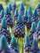 Muscari Paradoxum -- Bluestone Perennials