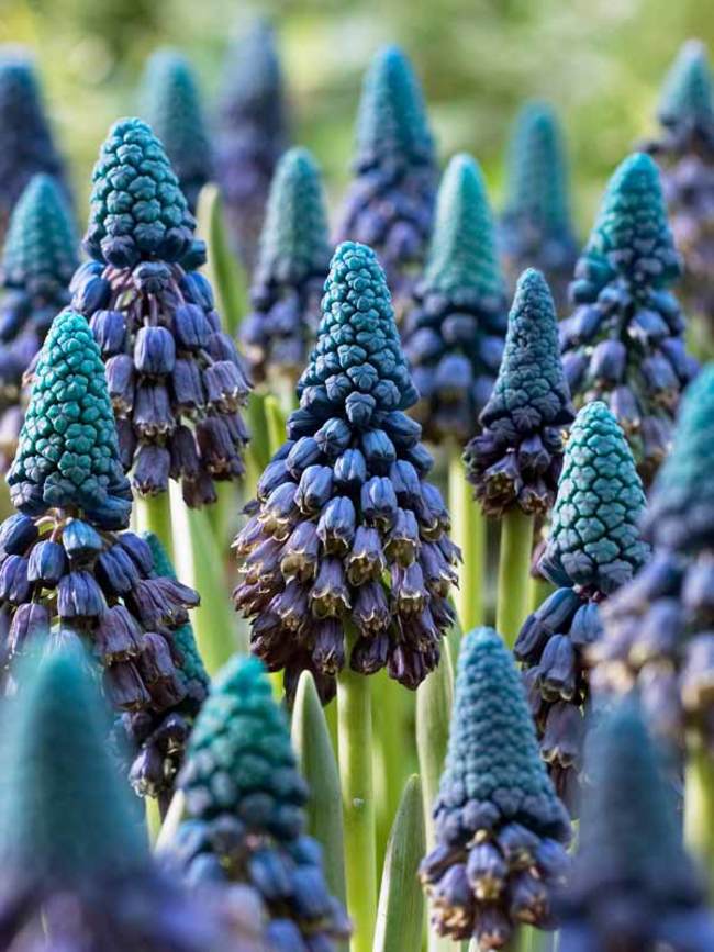 Muscari Paradoxum -- Bluestone Perennials