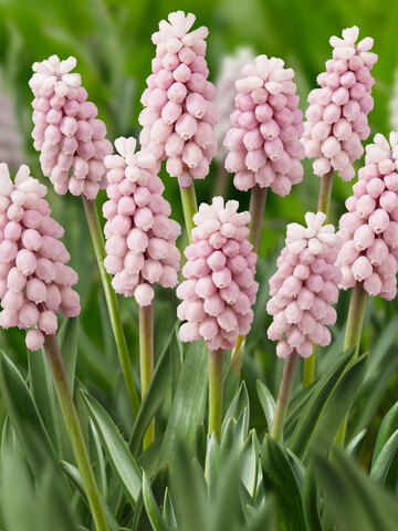 Muscari Pink Sunrise | Bluestone Perennials