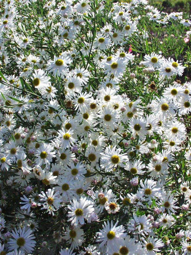 Boltonia Snowbank | Bluestone Perennials