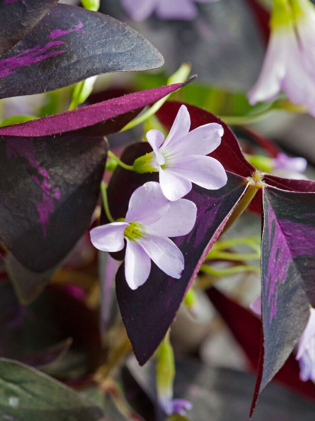 Oxalis Triangularis | Bluestone Perennials