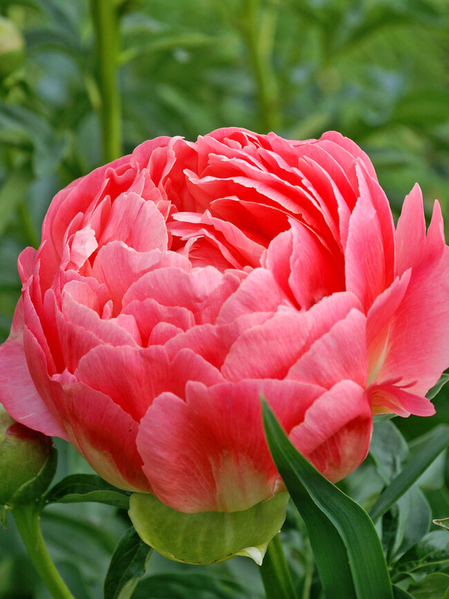 Peony Coral Sunset | Bluestone Perennials