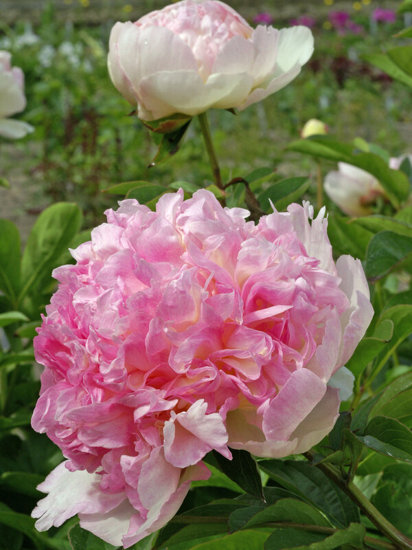 Peony Raspberry Sundae | Bluestone Perennials