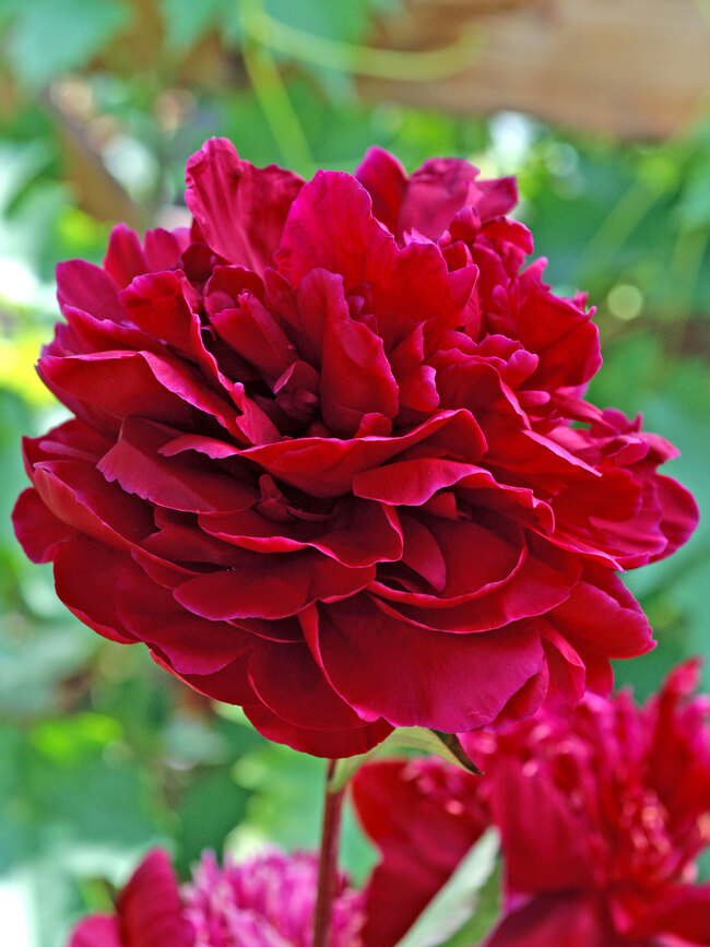 Peony Red Sarah Bernhardt | Bluestone Perennials