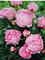 Peony Sarah Bernhardt -- Bluestone Perennials