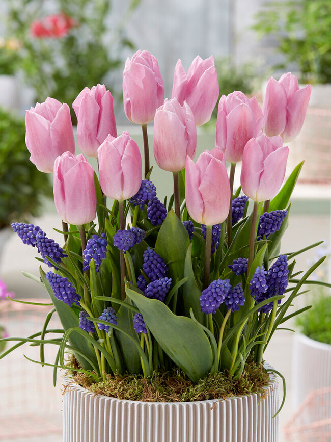 Patio City Garden Sweet Patio | Bluestone Perennials