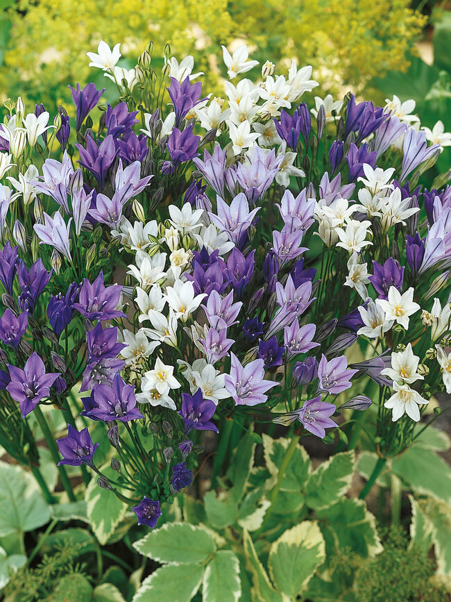 Perfect Partners Brodiaea Blue Ocean Blend | Bluestone Perennials