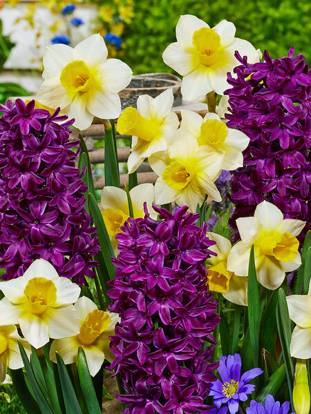 Product Viewer - Spring Perfume Bulb Blend