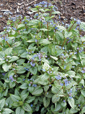Brunnera Alexandria | Bluestone Perennials