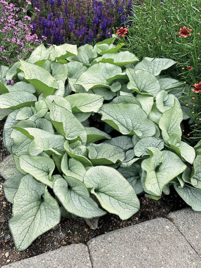 Brunnera Alexandria | Bluestone Perennials