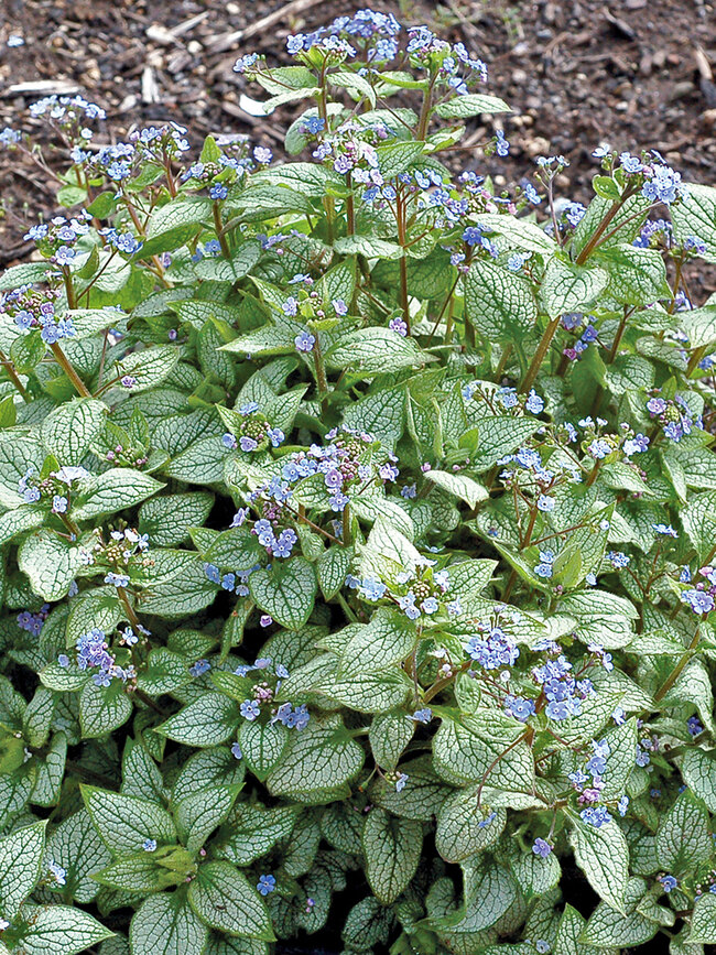 Brunnera Alexandria | Bluestone Perennials