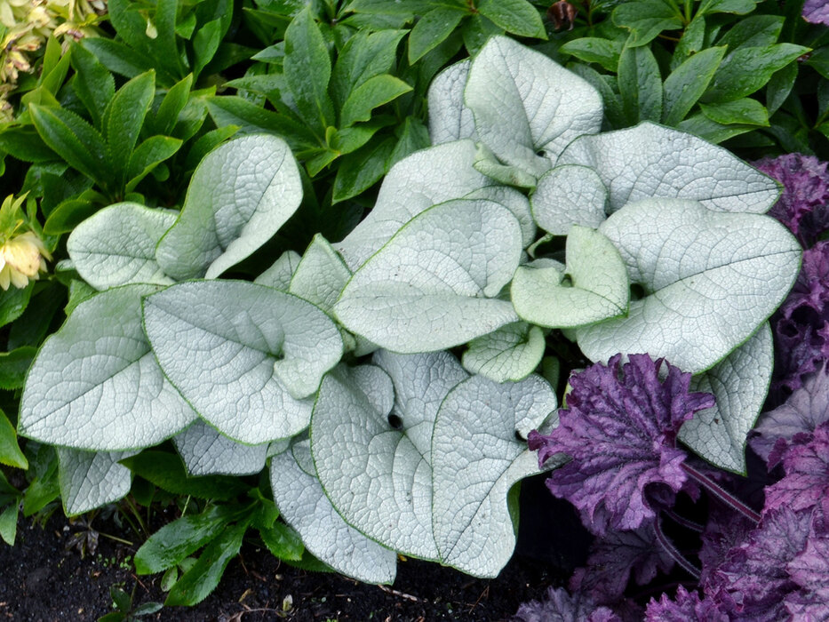 Brunnera Alexandria | Bluestone Perennials