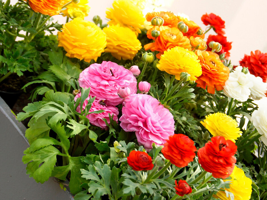 Ranunculus Mixed | Bluestone Perennials